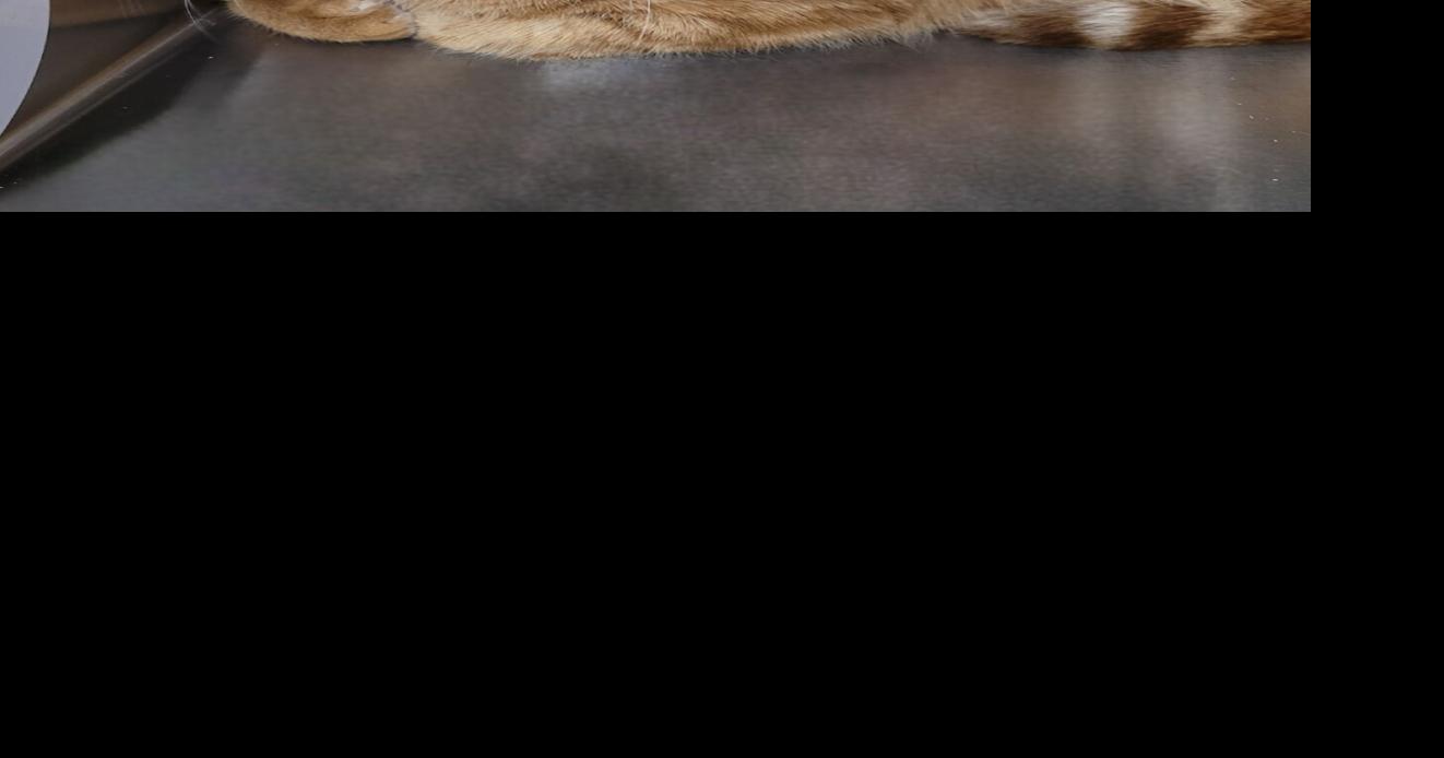 BIG TUNA | Pet Day | thesunchronicle.com