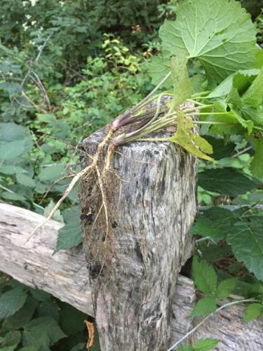 Weeds 101: How to spot some common invasive species, and how to get rid ...