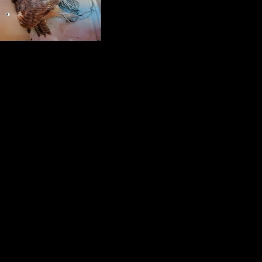 Along the Way: Owls and soccer don't mix | Communities ...