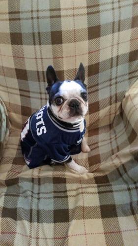 The Brady bunch is ruff and ready | Pet Day | thesunchronicle.com