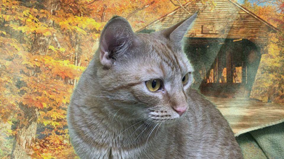 Pet of the week: Sienna | Pet Day | thesunchronicle.com