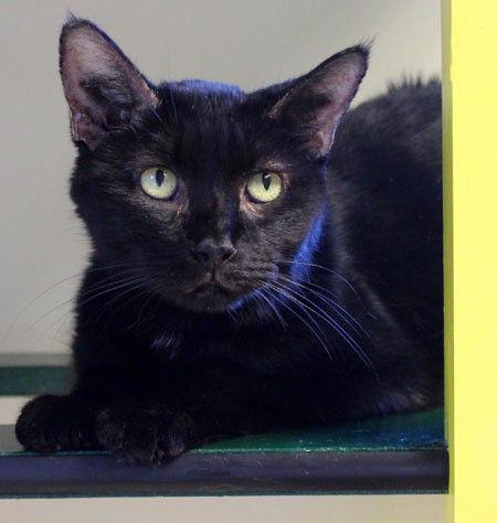 Pet of the week: Willow | Pet Day | thesunchronicle.com