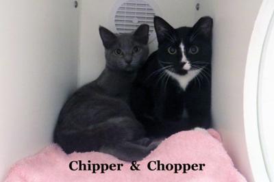 Pets of the week: Chipper & Chopper | Pet Day | thesunchronicle.com