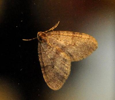 Flight of the winter moths | Local News | thesunchronicle.com