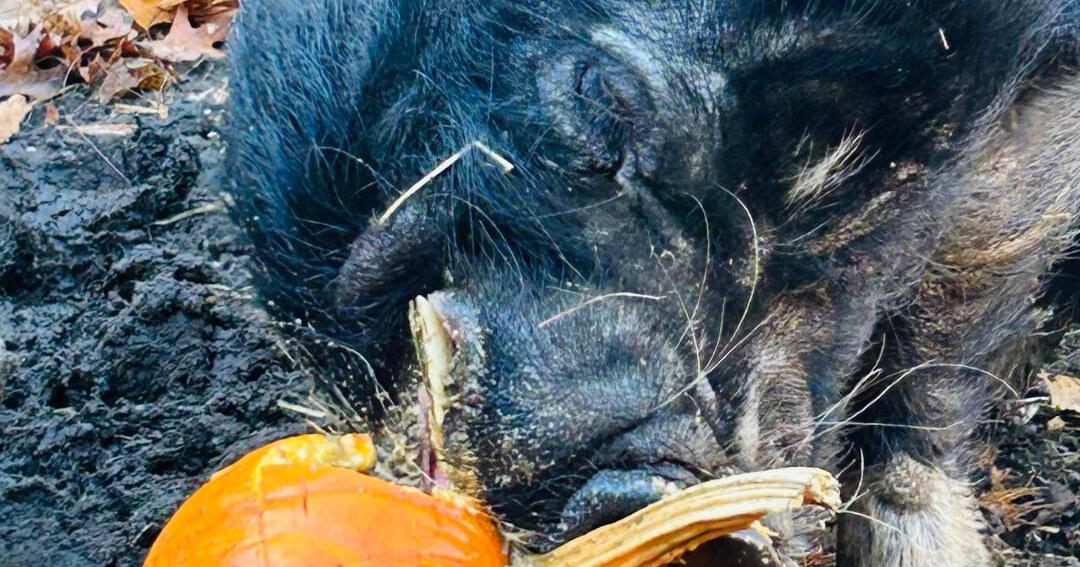 'Pigging out' on donated pumpkins at Smokey Chestnut Farm in Norton ...