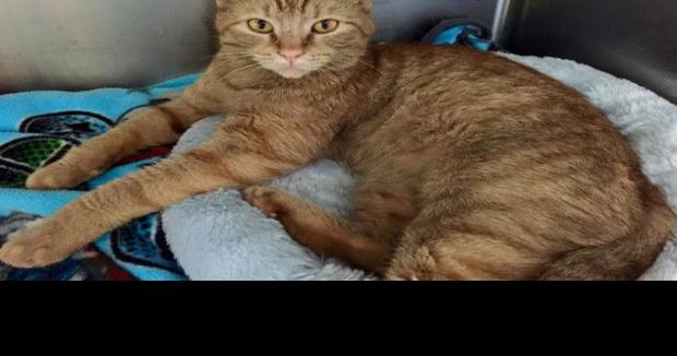 Pet of the week: Sienna | Pet Day | thesunchronicle.com