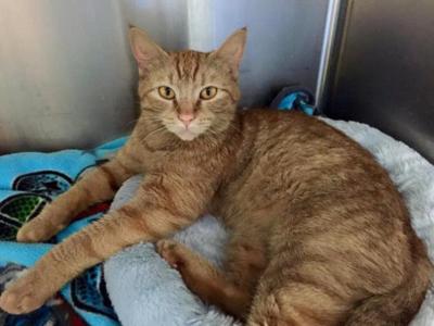 Pet of the week: Sienna | Pet Day | thesunchronicle.com