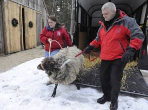 Welcome home, Woolie | Local News | thesunchronicle.com