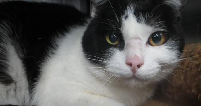 OREO | Pet Day | thesunchronicle.com