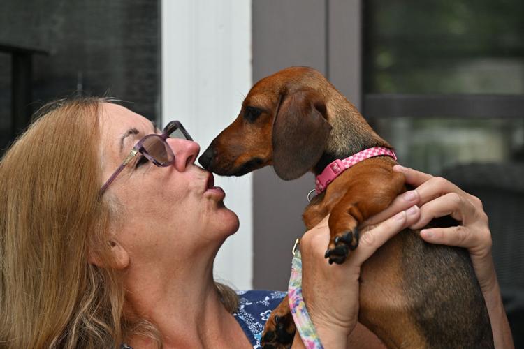 North Attleboro puppy back home after harrowing escapes on area ...