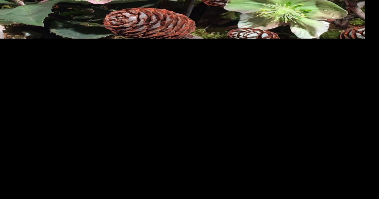 GARIEPY: Great plants you (probably) don’t know about | Stories ...