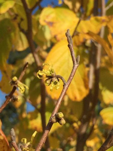 Bask in autumn splendor with the right trees and shrubs | Stories ...
