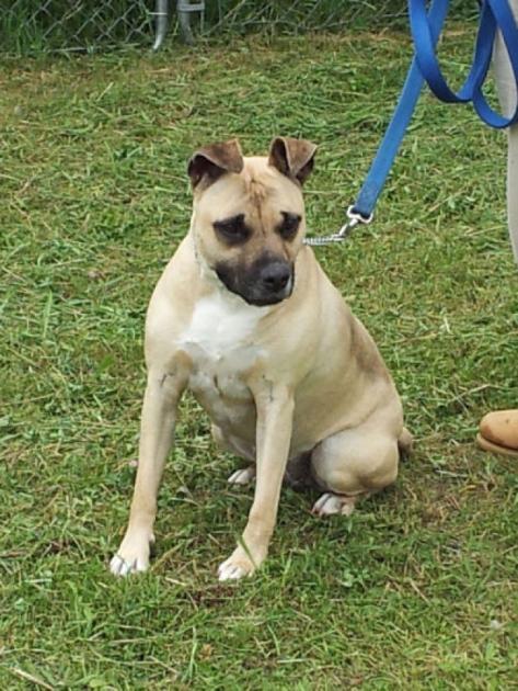 Pet of the Week: Sunday | Pet Day | thesunchronicle.com