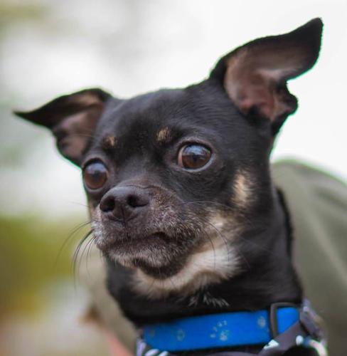 CHOO CHOO | Pet Day | thesunchronicle.com