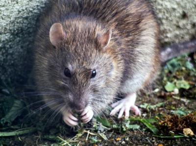 City council hears testimony on possible rat poison ban in Attleboro ...