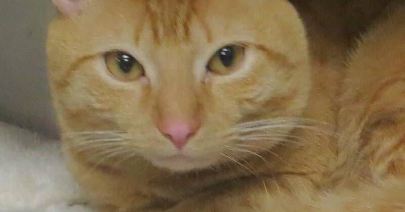 CONNOR | Stories | thesunchronicle.com