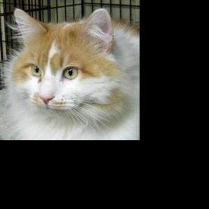 Pet of the Week: Chiia | Pet Day | thesunchronicle.com
