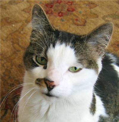 Pet of the Week: Snickers | Pet Day | thesunchronicle.com