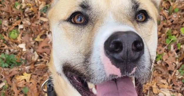 BODIE | Pet Day | thesunchronicle.com