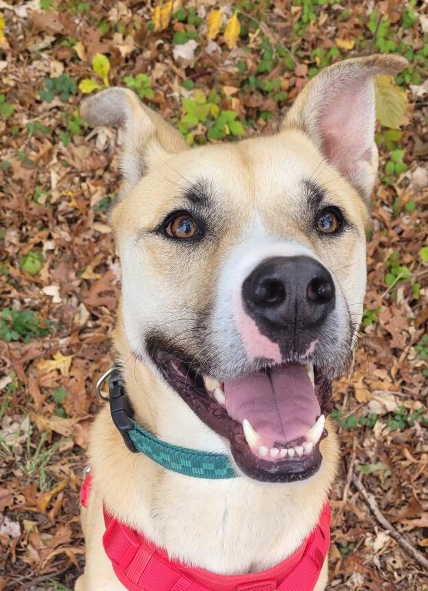 BODIE | Pet Day | thesunchronicle.com