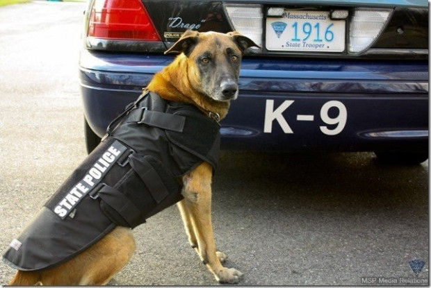 State police dog Drago dies following cancer diagnosis | Local News ...