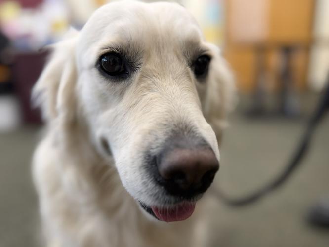 Retired psychologist and his dog Hannah volunteer at Ahern Middle ...