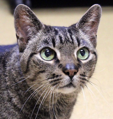 Pet of the week: Rowan | Pet Day | thesunchronicle.com