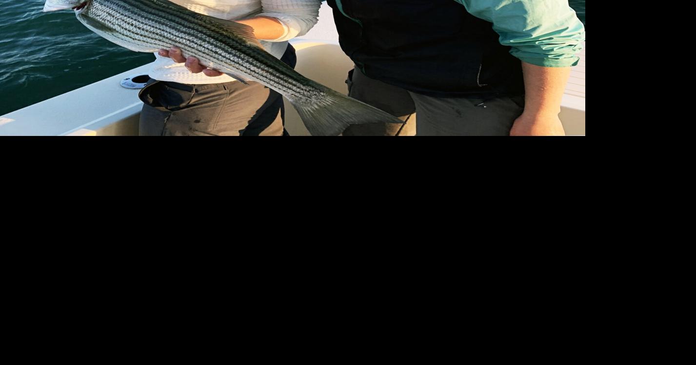 Dave Monti: UMass Amherst striped bass study on catch and release | | thesunchronicle.com