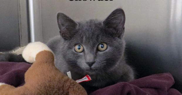 Pet of the week: Chowder | Pet Day | thesunchronicle.com