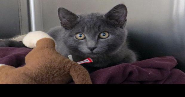 Pet of the week: Chowder | Pet Day | thesunchronicle.com