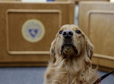 3rd annual Top Dog contest underway in Attleboro | Local News ...