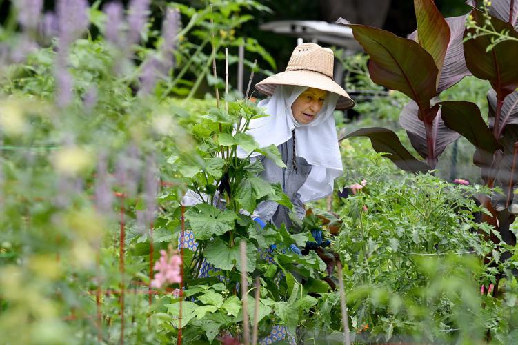 Heavy rain helps trees, bushes, brings some blight to blooms in ...