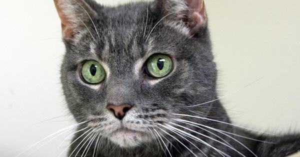 GEO | Pet Day | thesunchronicle.com
