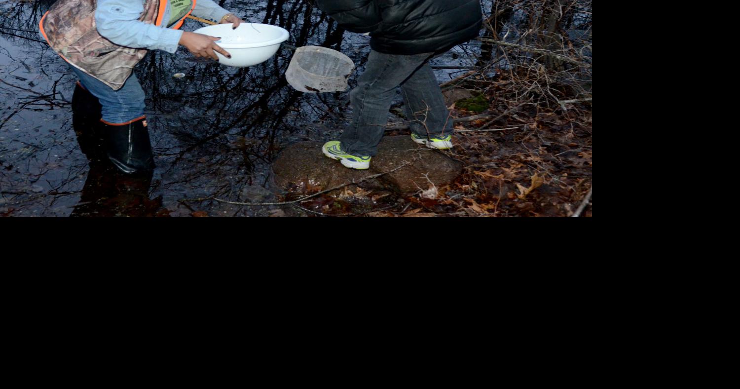 Saving the salamanders | Local News | thesunchronicle.com