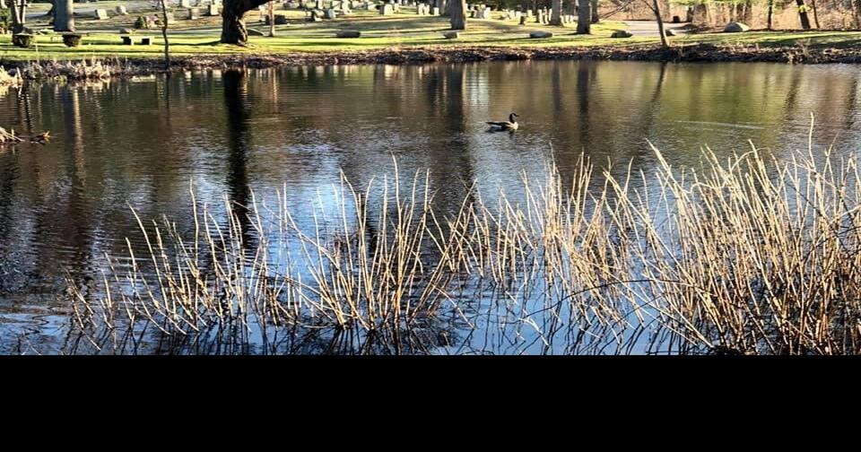 Narrated walking tour through Rock Hill Cemetery May 21 | Around Town ...
