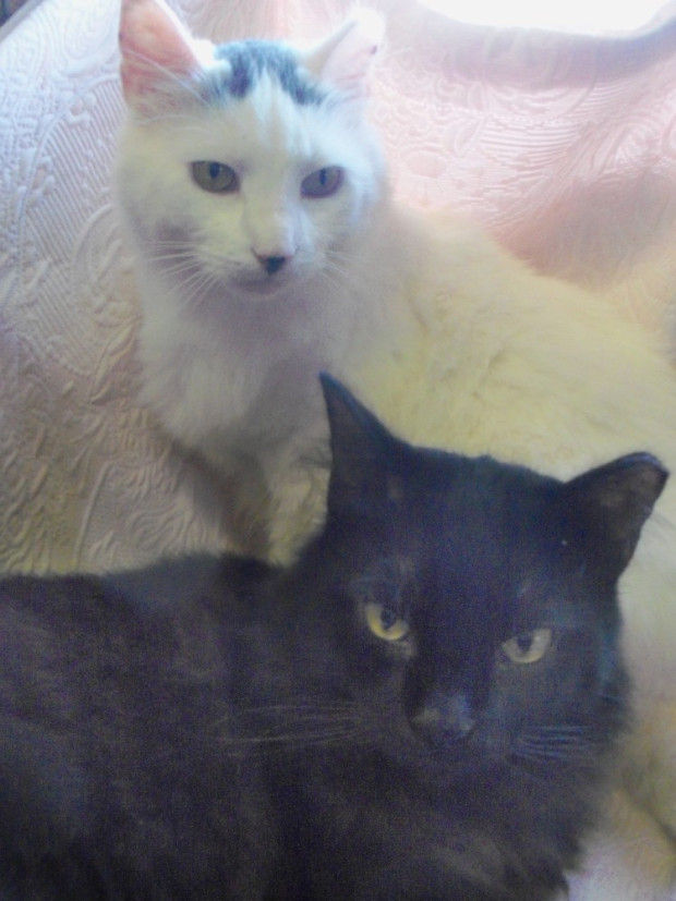 Pets of the week: DJ and Blake | Pet Day | thesunchronicle.com