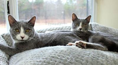 BRANDY LYNN & MARYLOU | Pet Day | thesunchronicle.com