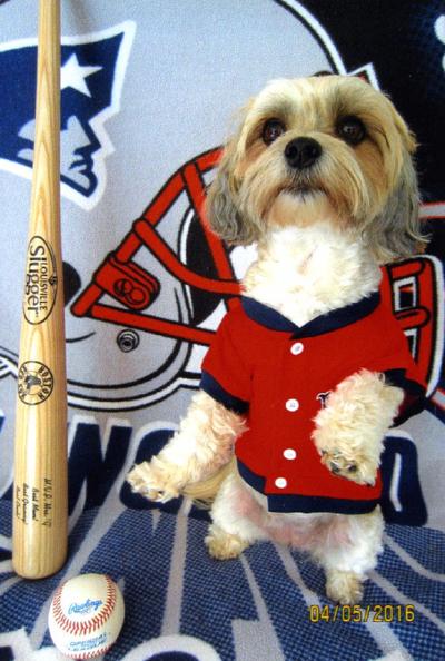 Reader pet pix: Ginger | Pet Day | thesunchronicle.com