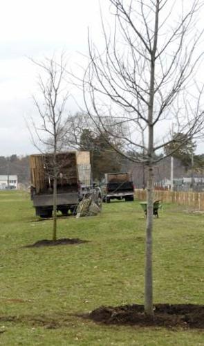 Branching out in Wrentham | Local News | thesunchronicle.com