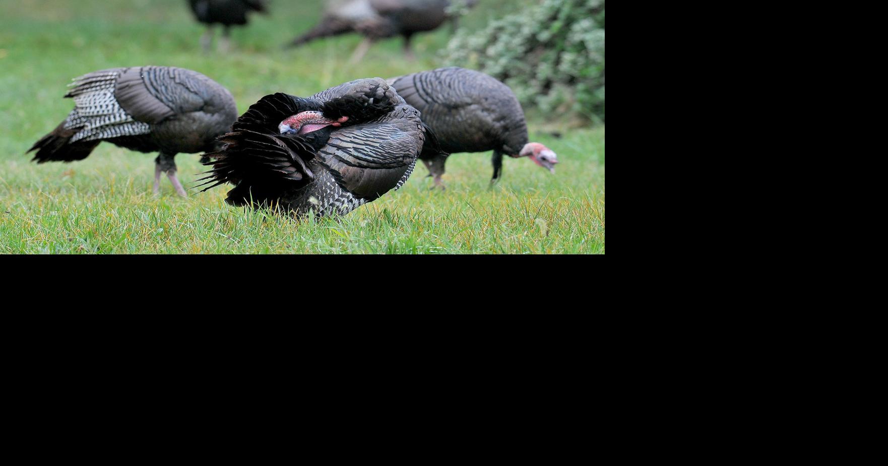 Attleboro man faces cruelty charge for allegedly killing wild turkey ...