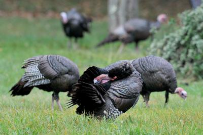 Attleboro man faces cruelty charge for allegedly killing wild turkey ...