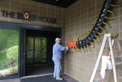 Exotic bugs get new home at Houston Zoo | Stories | thesunchronicle.com