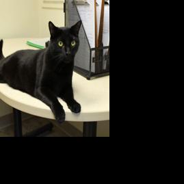 FELIX | Pet Day | thesunchronicle.com