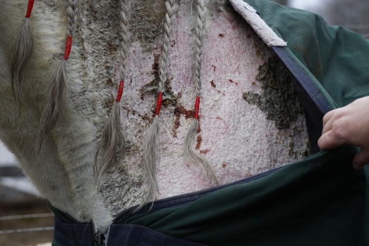 After deadly horse barn fire in Attleboro, signs of healing | Local ...