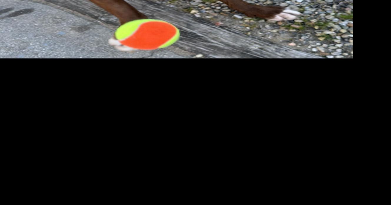 PET OF THE WEEK | Local News | thesussexsurrydispatch.com