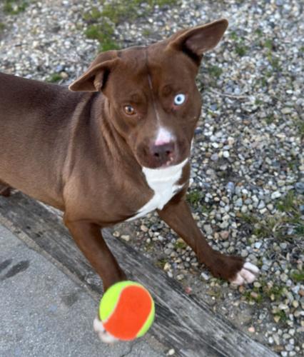 PET OF THE WEEK | Local News | thesussexsurrydispatch.com