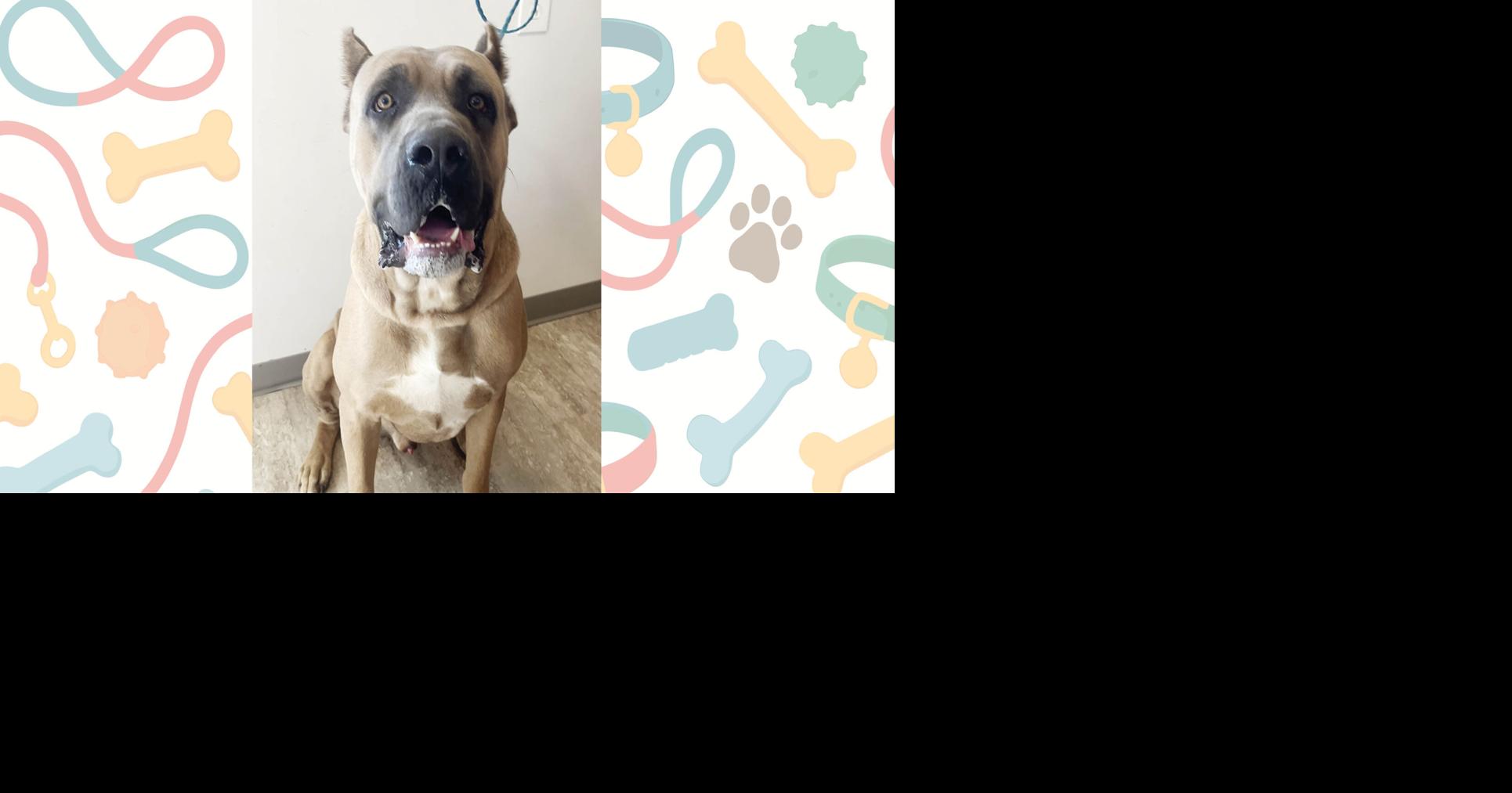 PET OF THE WEEK | Local News | thesussexsurrydispatch.com