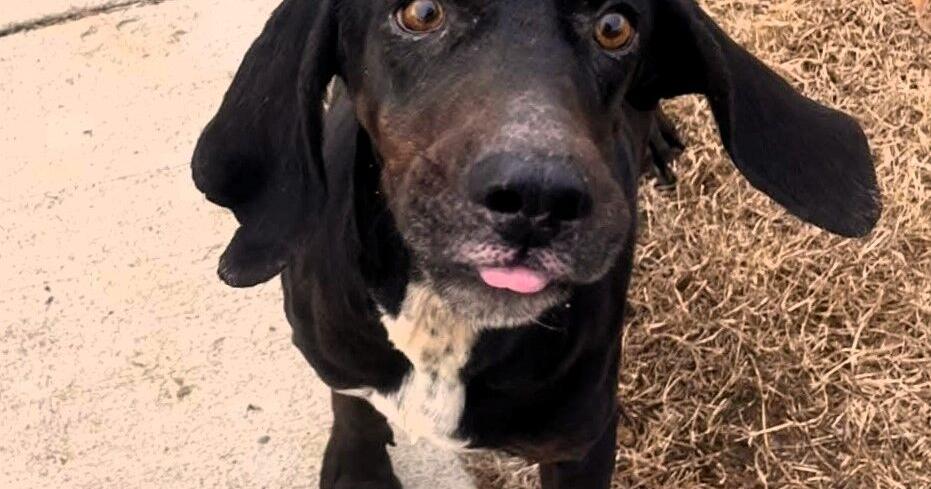 Meet Ruby: The Fun-Loving Plot Hound! | Local News | thesussexsurrydispatch.com