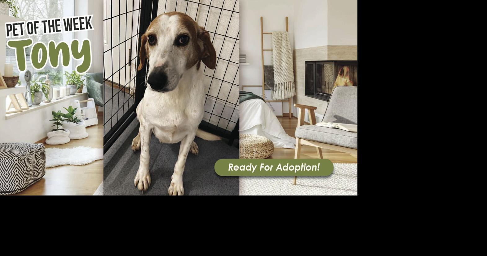 Meet Tony! Pet of the Week | News | thesussexsurrydispatch.com