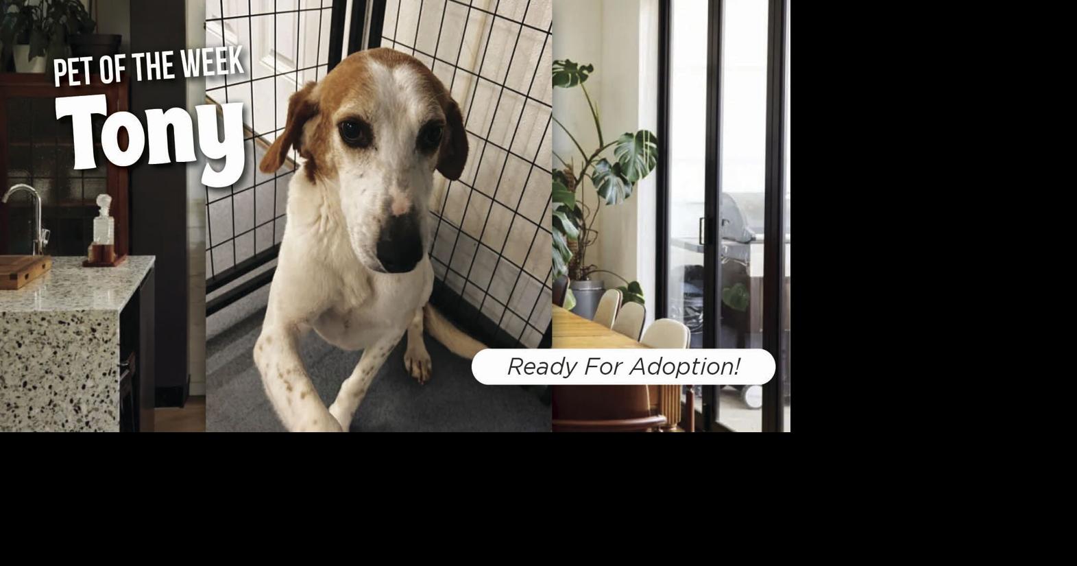 Tony Pet of the Week! | News | thesussexsurrydispatch.com